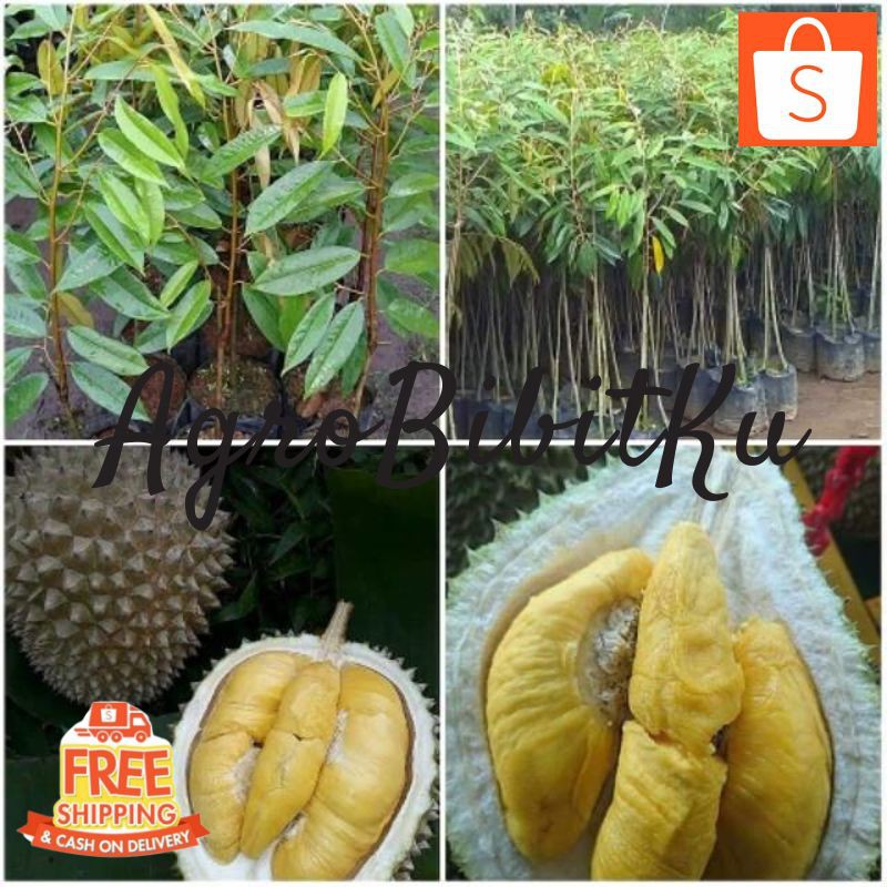 Jual BIBIT TANAMAN BUAH DURIAN BAWOR KAKI 3 BUAH BESAR DAGING TEBAL ...