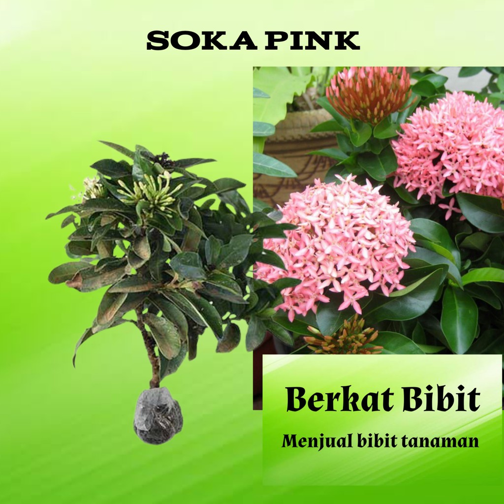 Jual Tanaman Bunga Soka Pink Jepang | Shopee Indonesia
