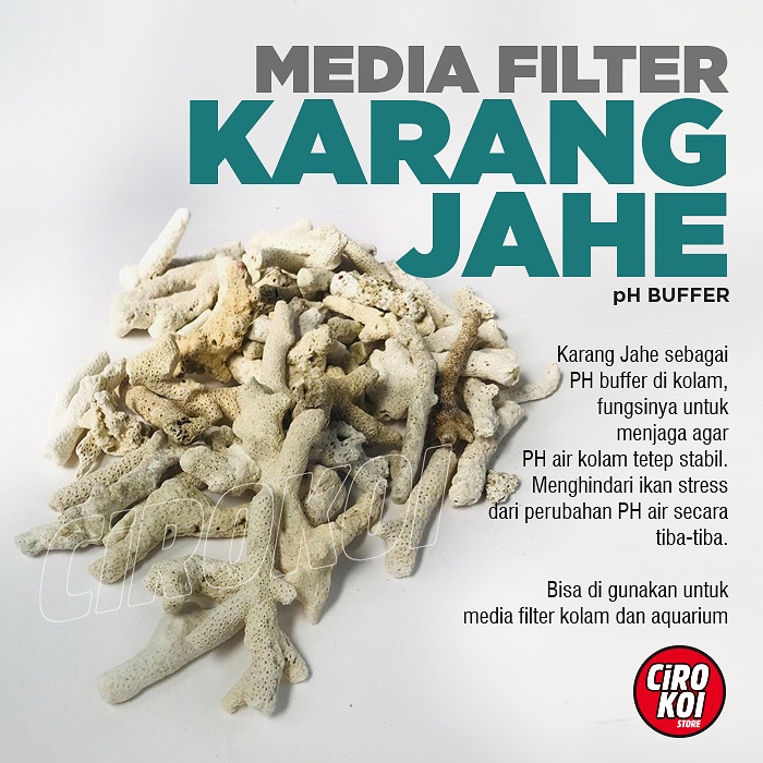 Jual KARANG JAHE / Kerang Jahe 1Kg / Karang Laut pH Buffer / Media ...