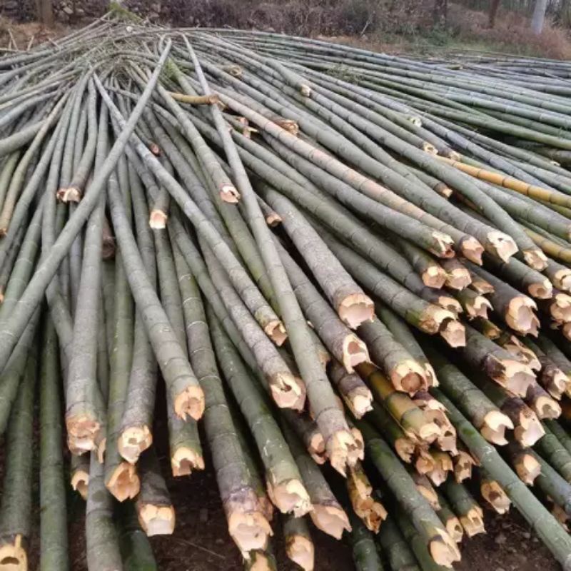 Jual BAMBU ISI 2500 BATANG | Shopee Indonesia