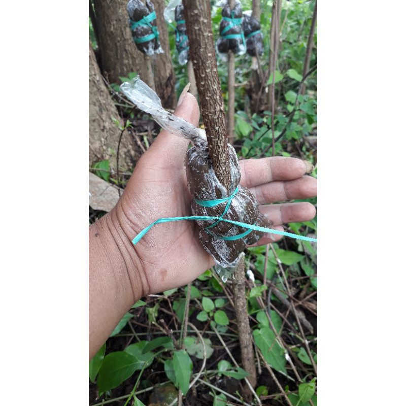 Jual 20 cangkok an dan stekan pohon mentaos harga super murah menerima ...