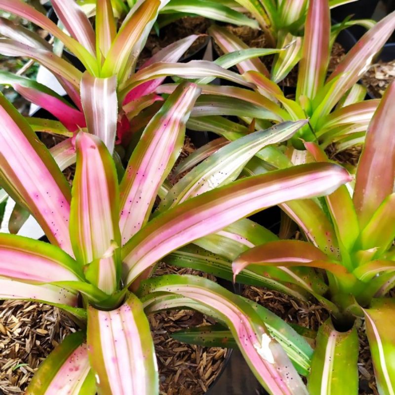 Jual TANAMAN HIAS BROMELIA TRICOLOR/POHON BROMEL TRICOLOR | Shopee ...