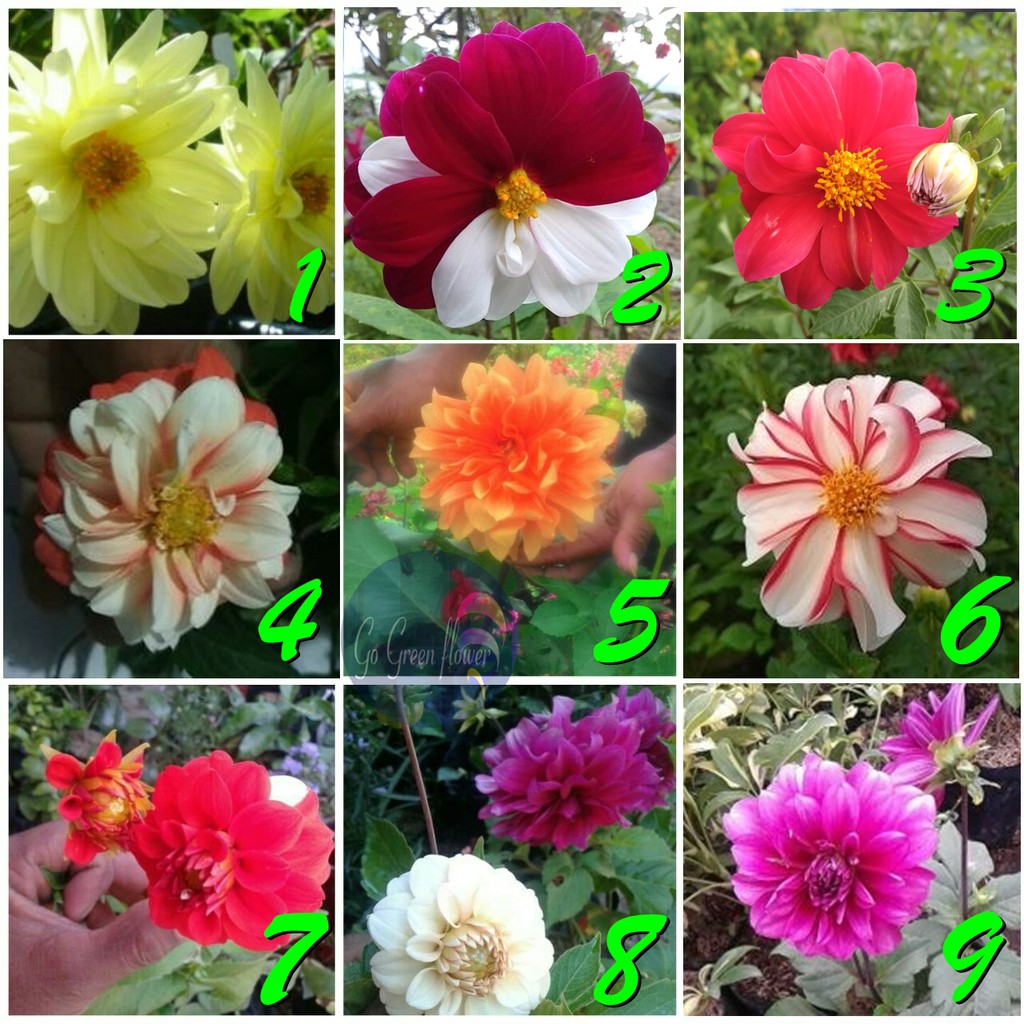Jual UMBI DAHLIA IMPORT Bunga Langka Bunga Jadul Bibit Tanaman Murah ...