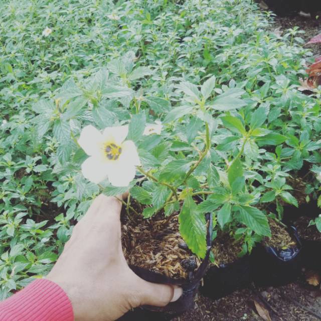 Jual lidah kucing turnera - tanaman turnera bunga putih - bunga jam 8 ...