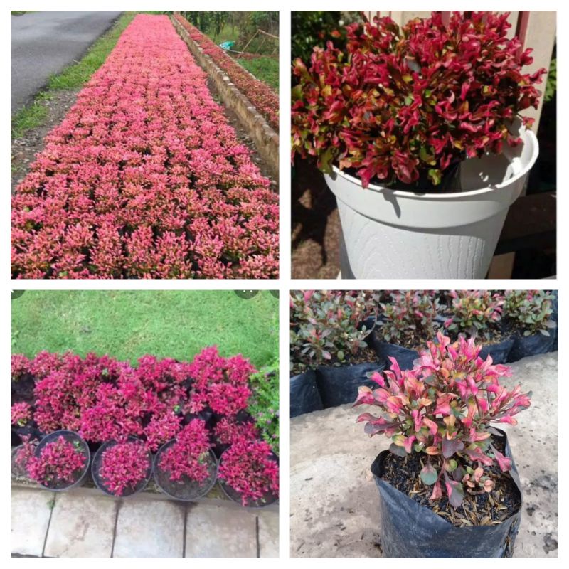 Jual PAKET 4 TANAMAN krokot merah / tanaman hias krokot merah / tanaman ...