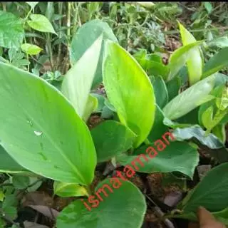 Jual pohon temu kunci Harga Terbaik & Termurah Desember 2025 | Shopee ...