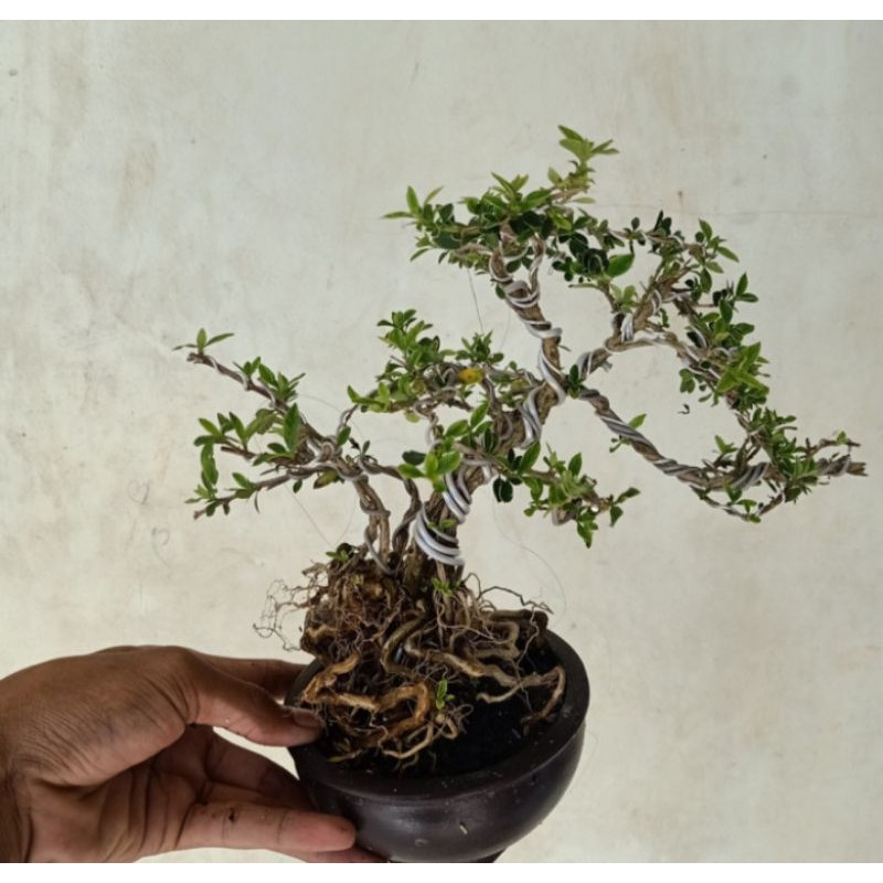 Jual bonsai hingkip atau mirten tanaman hias pohon bonsai | Shopee ...