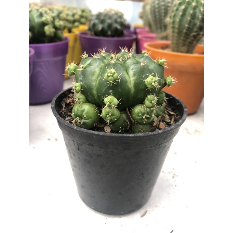 Jual Gymno Damsi Green/Kaktus murah/Tanaman hias murah | Shopee Indonesia