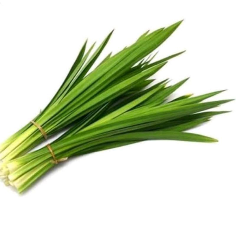 Jual daun pandan 10 lembar daun pandan per ikat daun pandan | Shopee ...