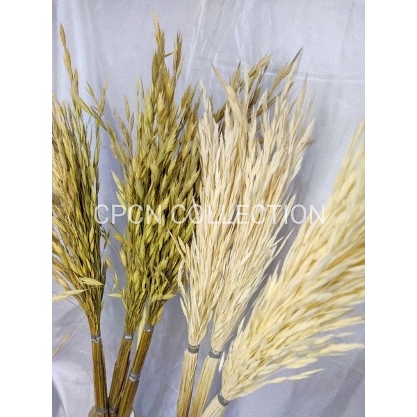 Jual avena dried flowers | padi padian | padi gunung |daun kering ...