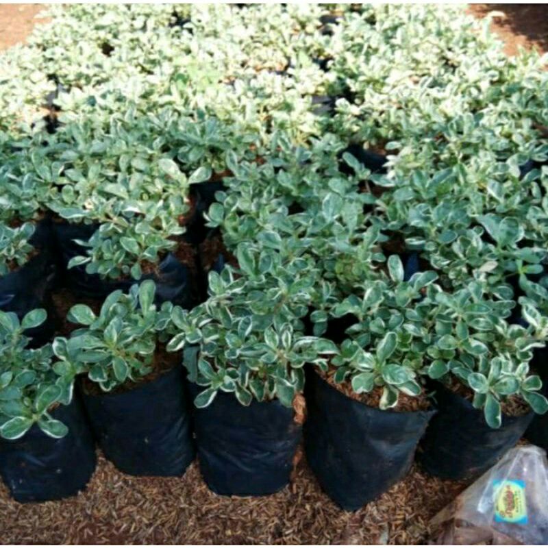 Jual Tanaman hias krokot putih variegata tanaman hidup | Shopee Indonesia