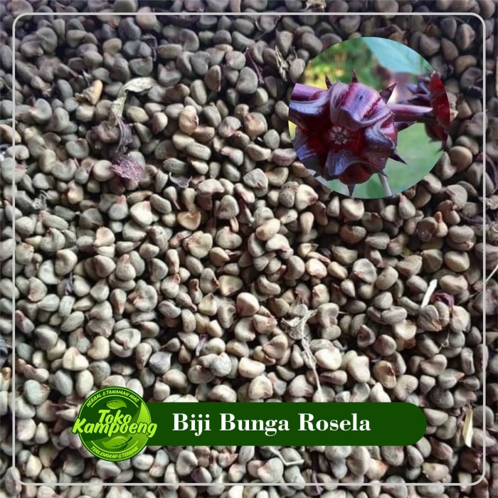 Jual Benih Bunga Rosela Rosella Organik (Roselle Flower) | Shopee Indonesia