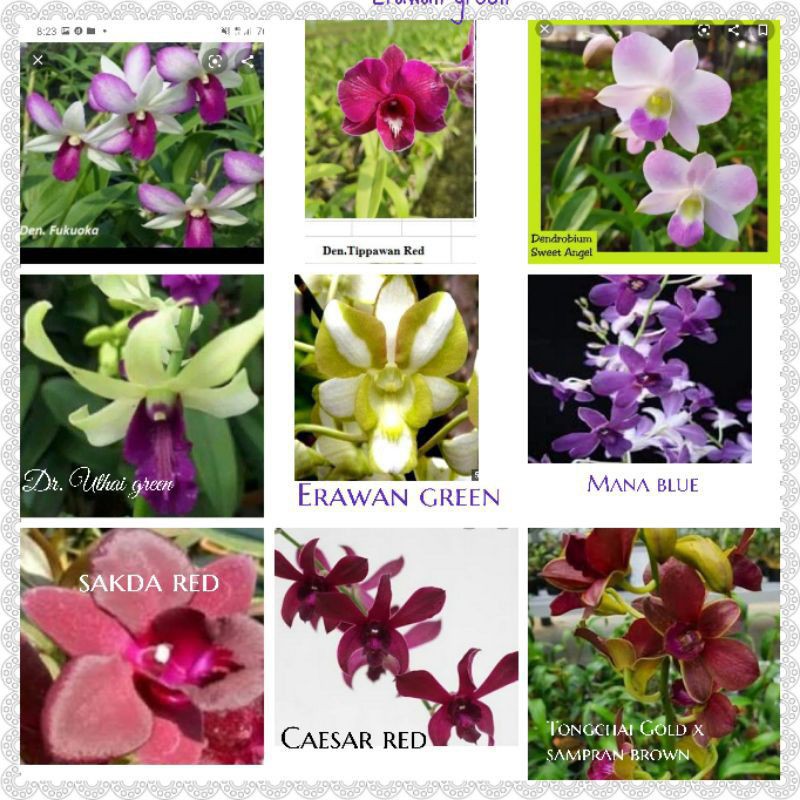 Jual anggrek dendrobium Thailand aneka warna bergaransi resmi sampai ...