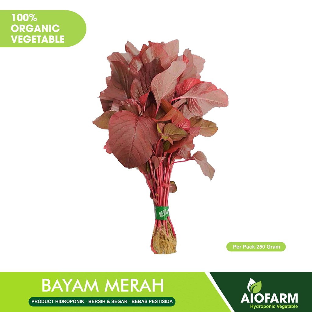 Jual Bayam Merah Sayuran Organik / Hidroponik AioFarm | Shopee Indonesia