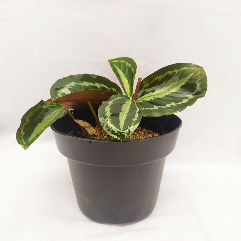 Jual KADO TANAMAN HIAS / HADIAH TANAMAN / PLANT GIFT/ Hampers / Parsel ...