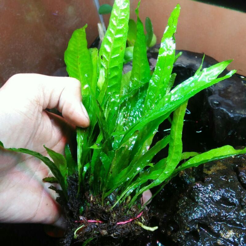 Jual Tanaman Aquascape Kadaka java fern tanaman air aquascape. | Shopee ...