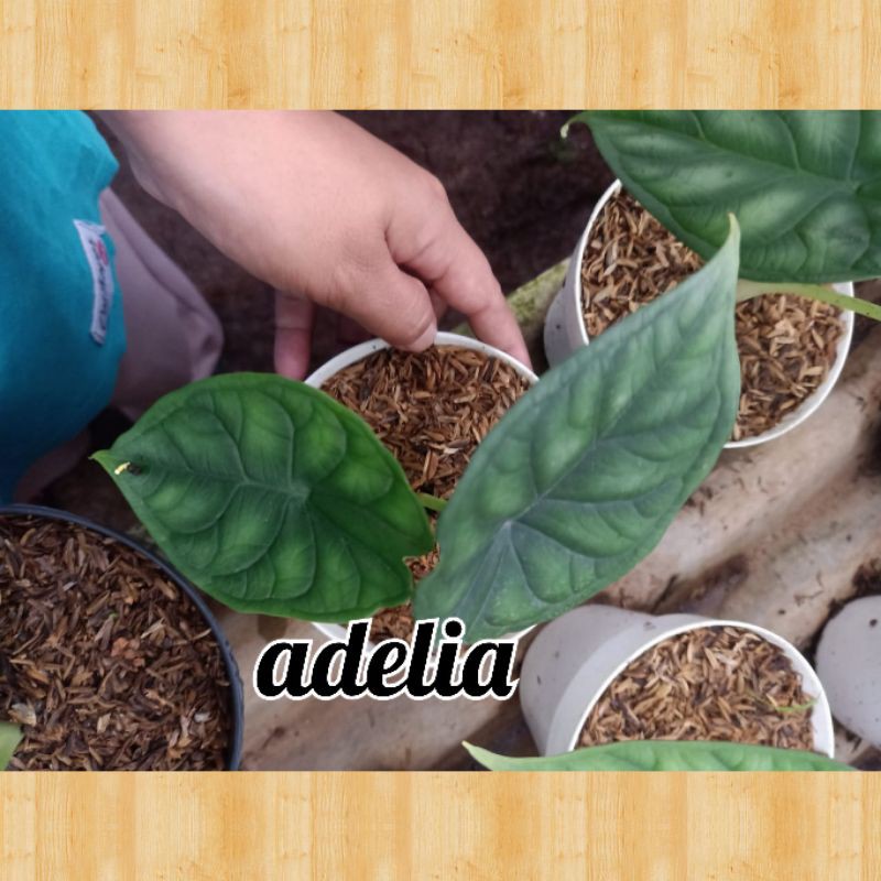 Jual Bunga keladi tengkorak dragon skill daun 2 | Shopee Indonesia