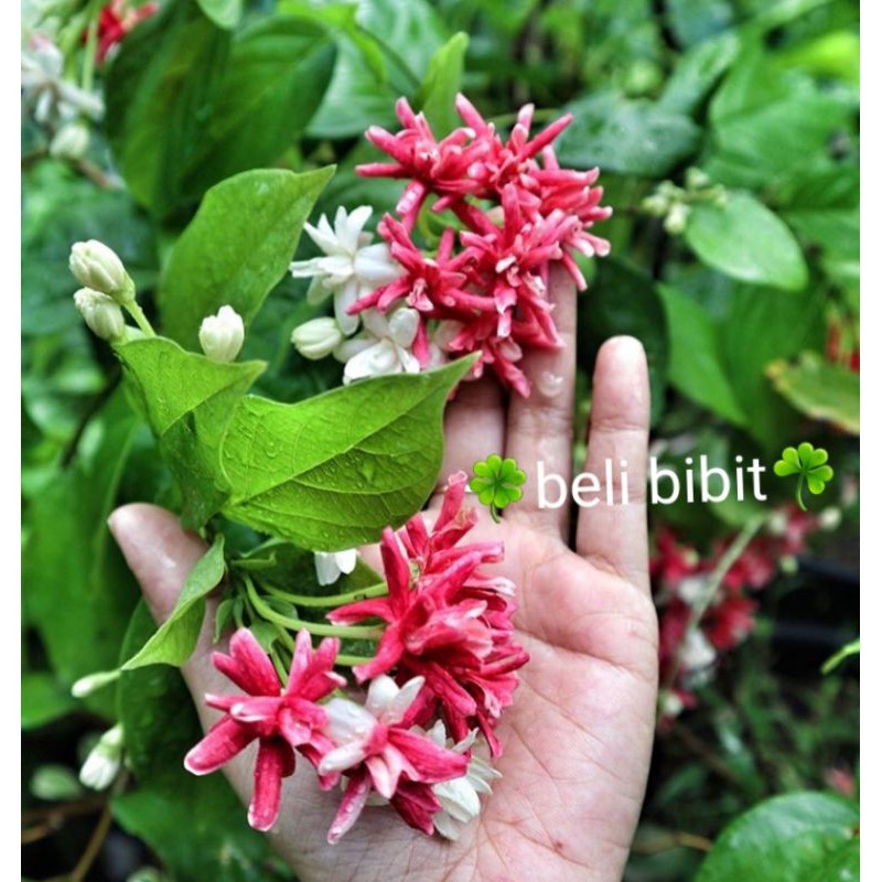Jual tanaman rambat bunga melati belanda | Shopee Indonesia