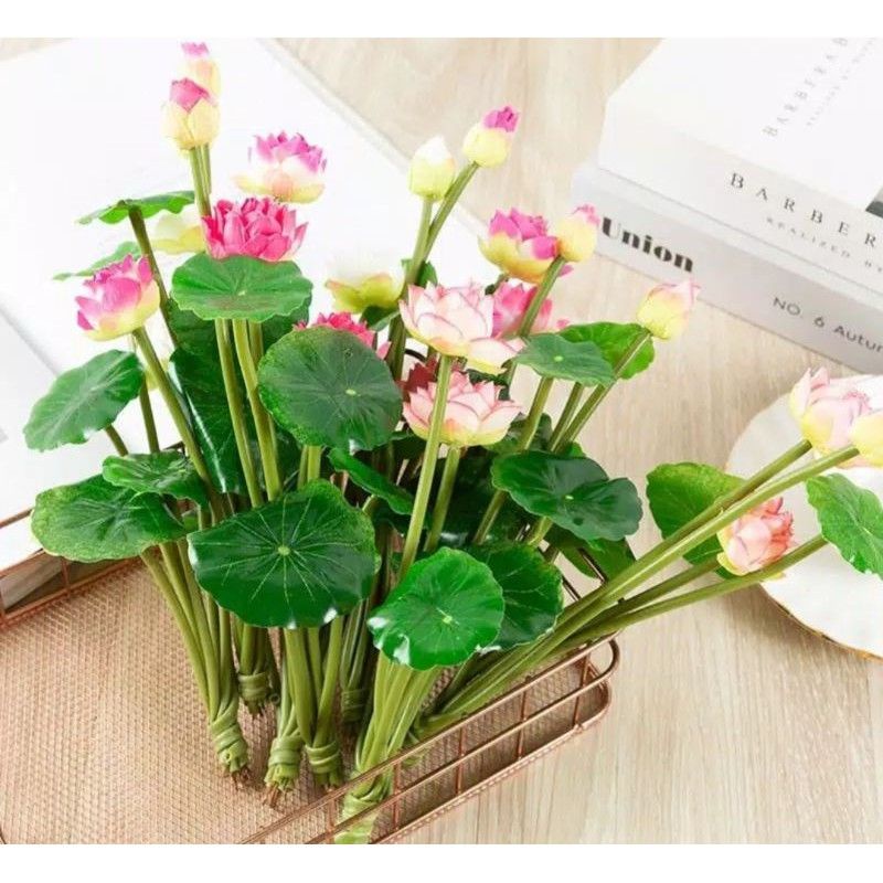 Jual Bunga Lotus / bunga teratai apung ( Tanpa Pot ) | Shopee Indonesia
