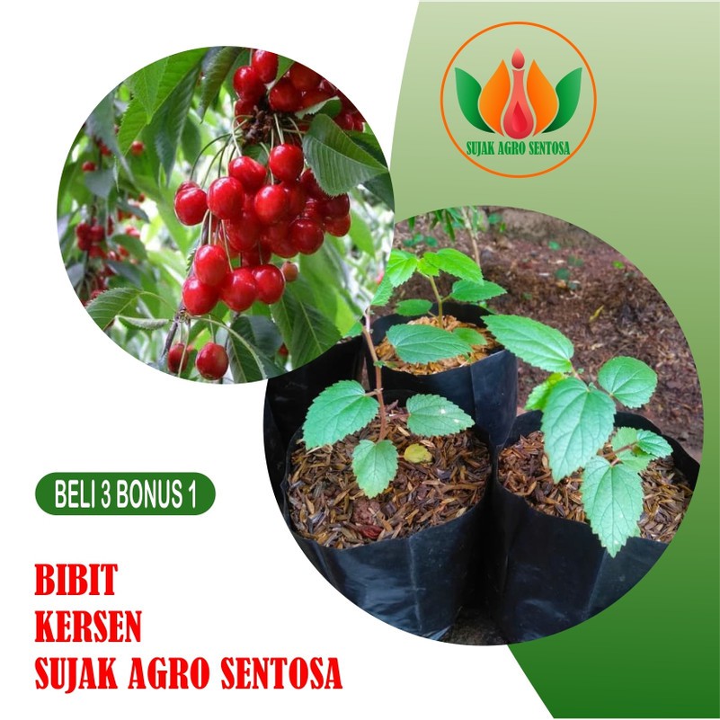 Jual Bibit Buah Tanaman Kersen/Bidcherry | Shopee Indonesia