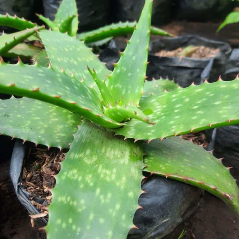 Jual Tanaman Hias Lidah Buaya Mini Sudah Besar | Shopee Indonesia