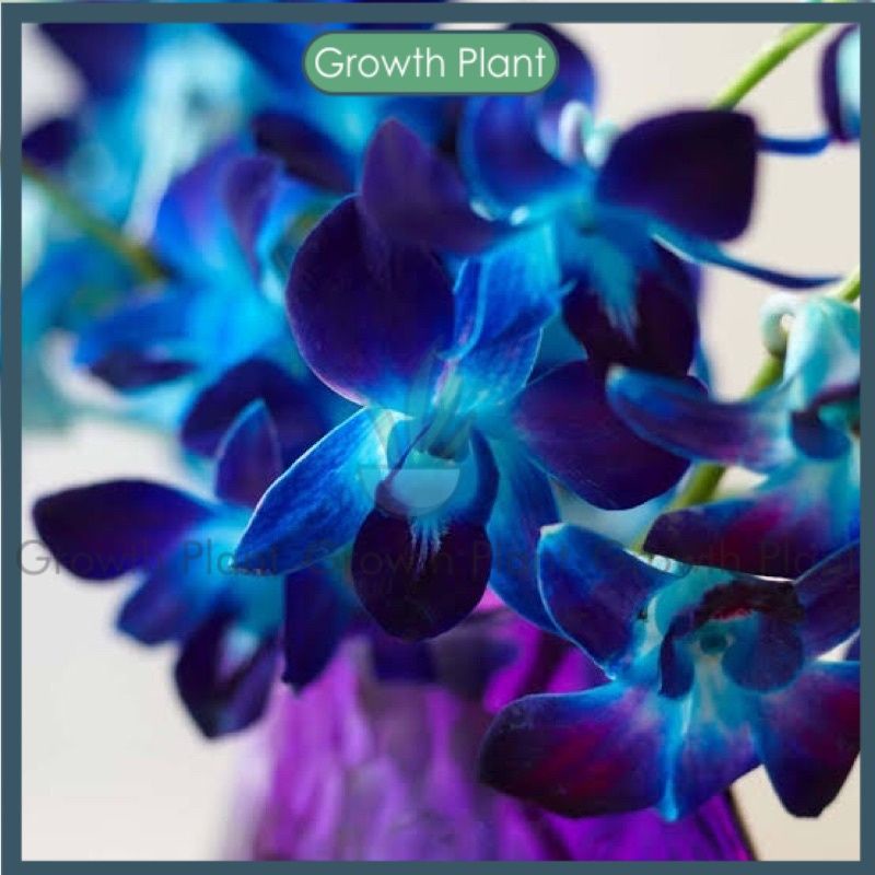 Jual Bunga anggrek dendrobium blue ocean seedling | Shopee Indonesia