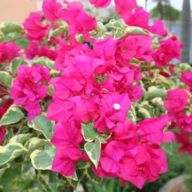 Jual Bibit Tanaman Bougenvile Merah Fanta Variegata Shopee Indonesia