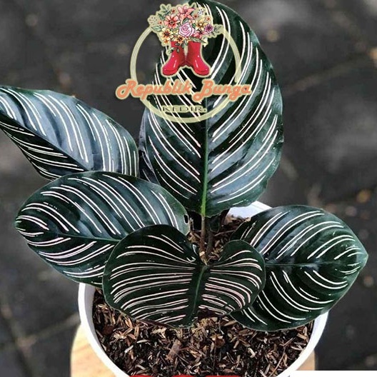 Jual Tanaman Hias Bunga Calathea Batik Warna Cantik Istimewa Cantik ...