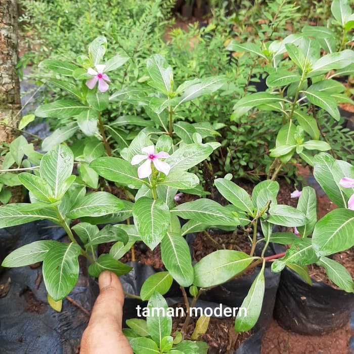 Jual POHON BUNGA TAPAK DARA-tanaman bunga tapak dara | Shopee Indonesia