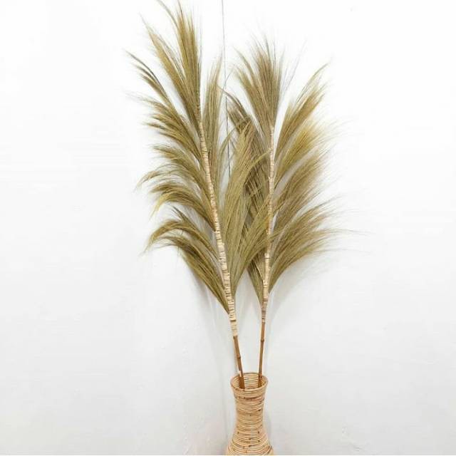 Jual RAYUNG Bunga Kering / Daun kering / Dried flower / Bunga Hias ...