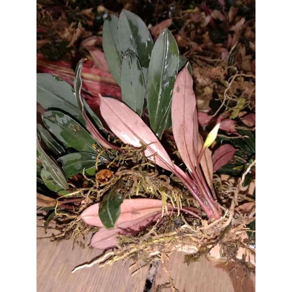 Jual Bucephalandra Pink Lady (Tanaman aquascape) | Shopee Indonesia