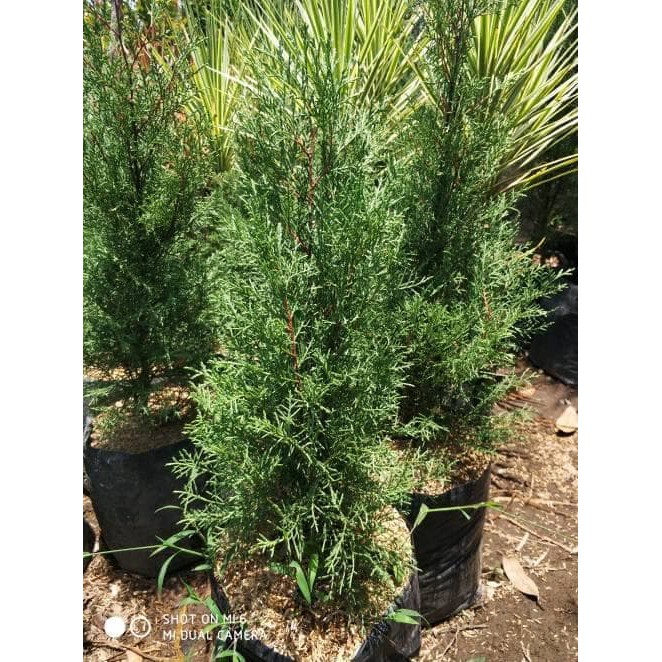 Jual 6 Bibit Tanaman Pohon Cemara Wangi Rentes | Shopee Indonesia