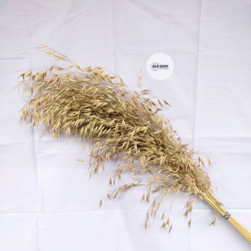 Jual Dried Flower bunga avena//padi padian satu ikat kering natural ...