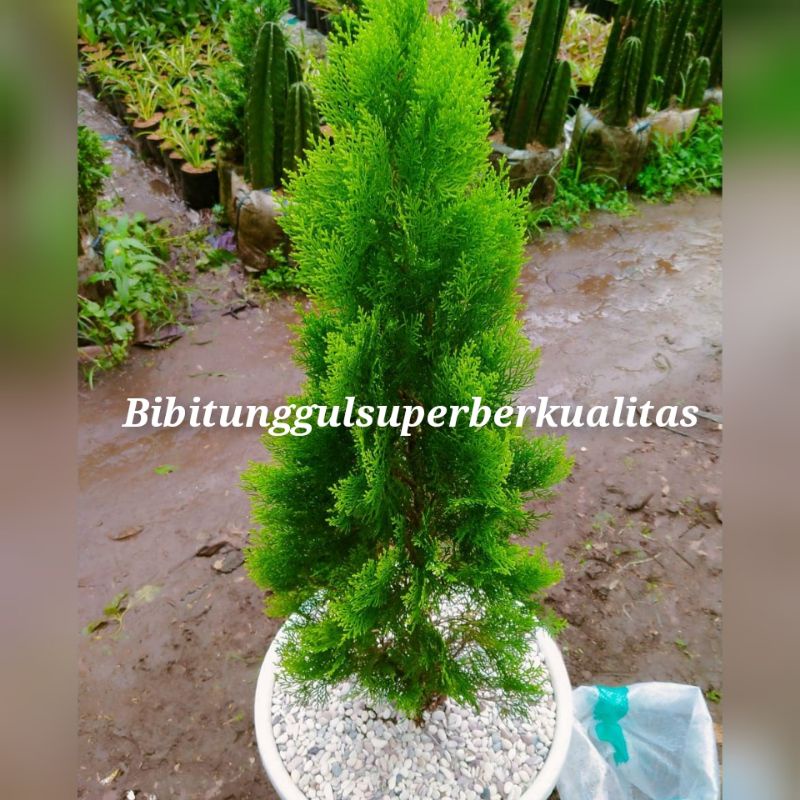Jual Bibit Tanaman Hias Cemara ±1 meter kipas super cantik dalam pot ...