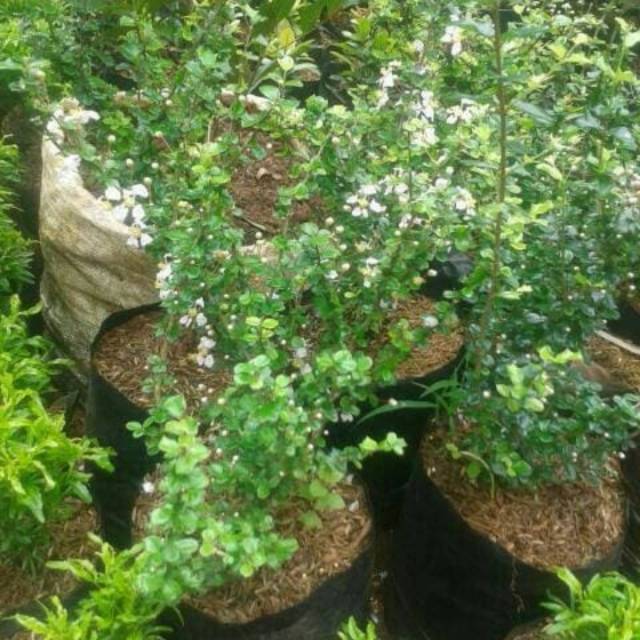 Jual Tanaman Hias Mirten Daun Hijau Duri | Shopee Indonesia