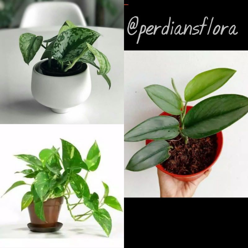 Jual PROMO!! PAKET TANAMAN HIAS EPIP SCINDAPSUS MURAH | Shopee Indonesia