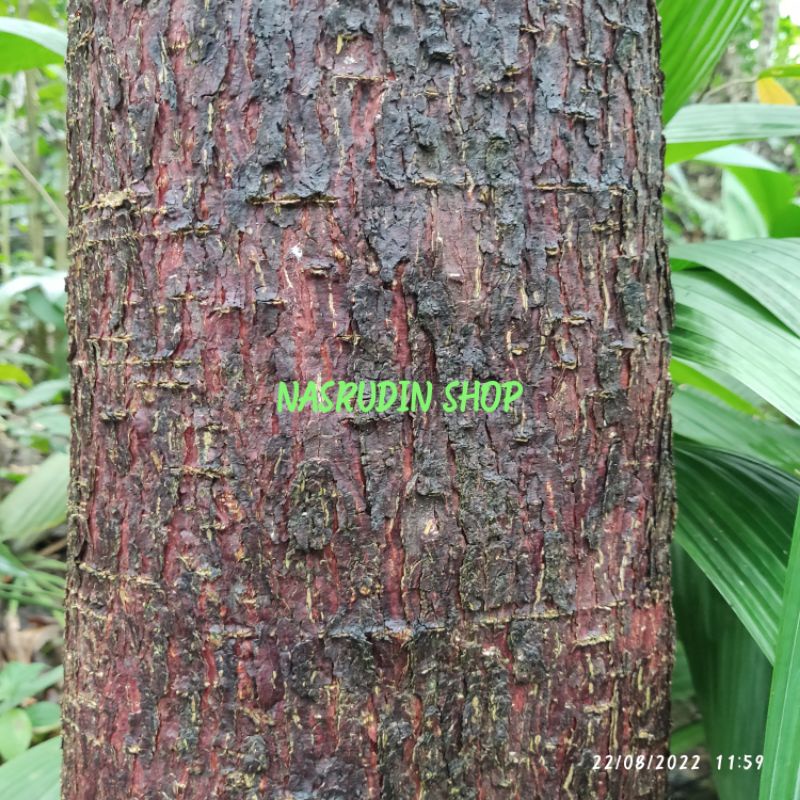 Jual KULIT KAYU LAME HITAM SEGAR | KULIT KAYU PULE HITAM | KULIT POHON ...