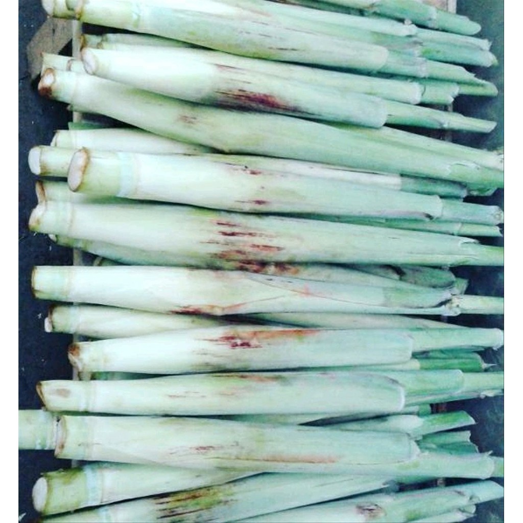 Jual Terubuk Trubuk Turubuk Endog Tiwu Bunga Telur Telor Tebu (minimal ...