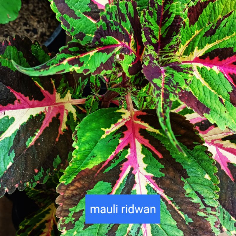 Jual Daun jawer kotok warna per 4 daun | Shopee Indonesia