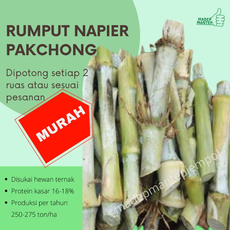 Jual [TERMURAH] bibit rumput Napier Pakchong Super Unggul pakcong murah ...