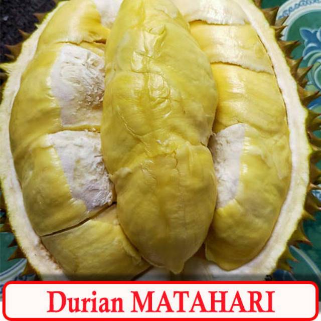 Jual BIBIT DURIAN MATAHARI (bangkok) | Shopee Indonesia