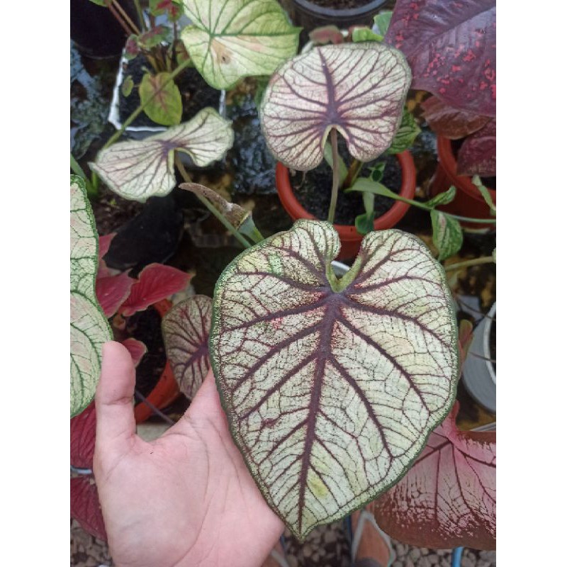 Jual PROMO!!!UMBI CALADIUM LAY THAI / CALADIUM H05 | Shopee Indonesia