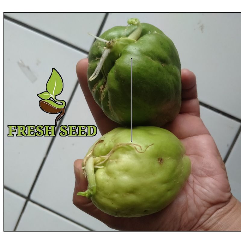 Jual bibit labu siam baby | Shopee Indonesia