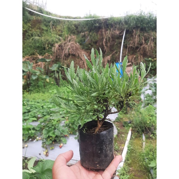 Jual BIBIT LAVENDER, TANAMAN LAVENDER | Shopee Indonesia