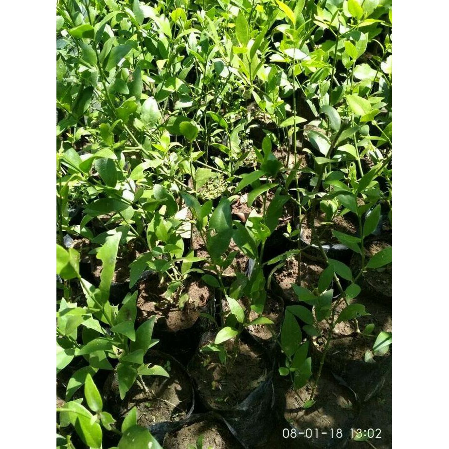 Jual Tr!M Usir Ular Tanaman Bibit (Drini/Stigi) | Shopee Indonesia