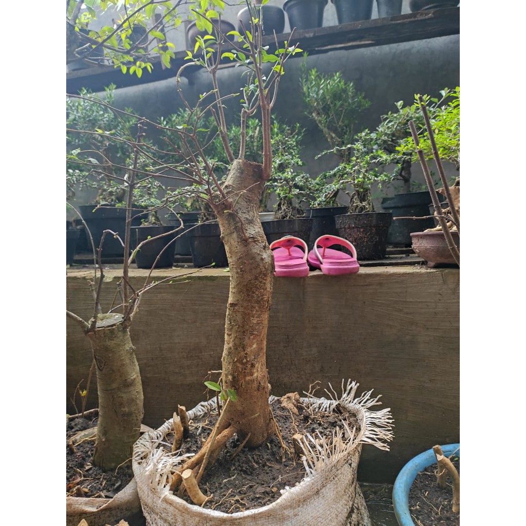 Jual Tanaman hias bahan bonsai anting putri ( Wrightia Religiosa ...