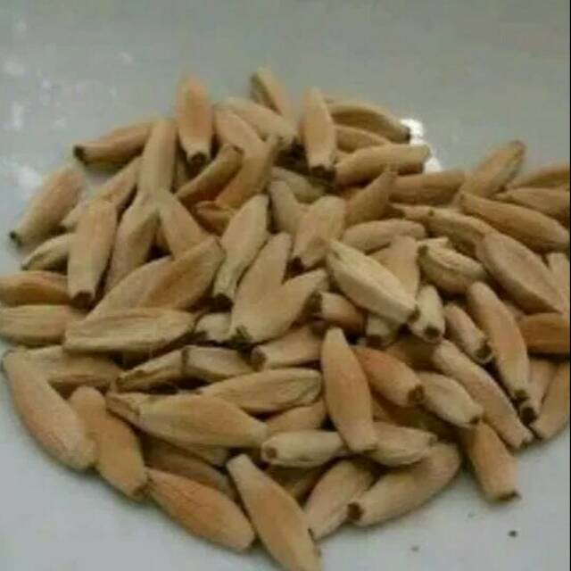 Jual Biji/bibit kamboja/adenium | Shopee Indonesia