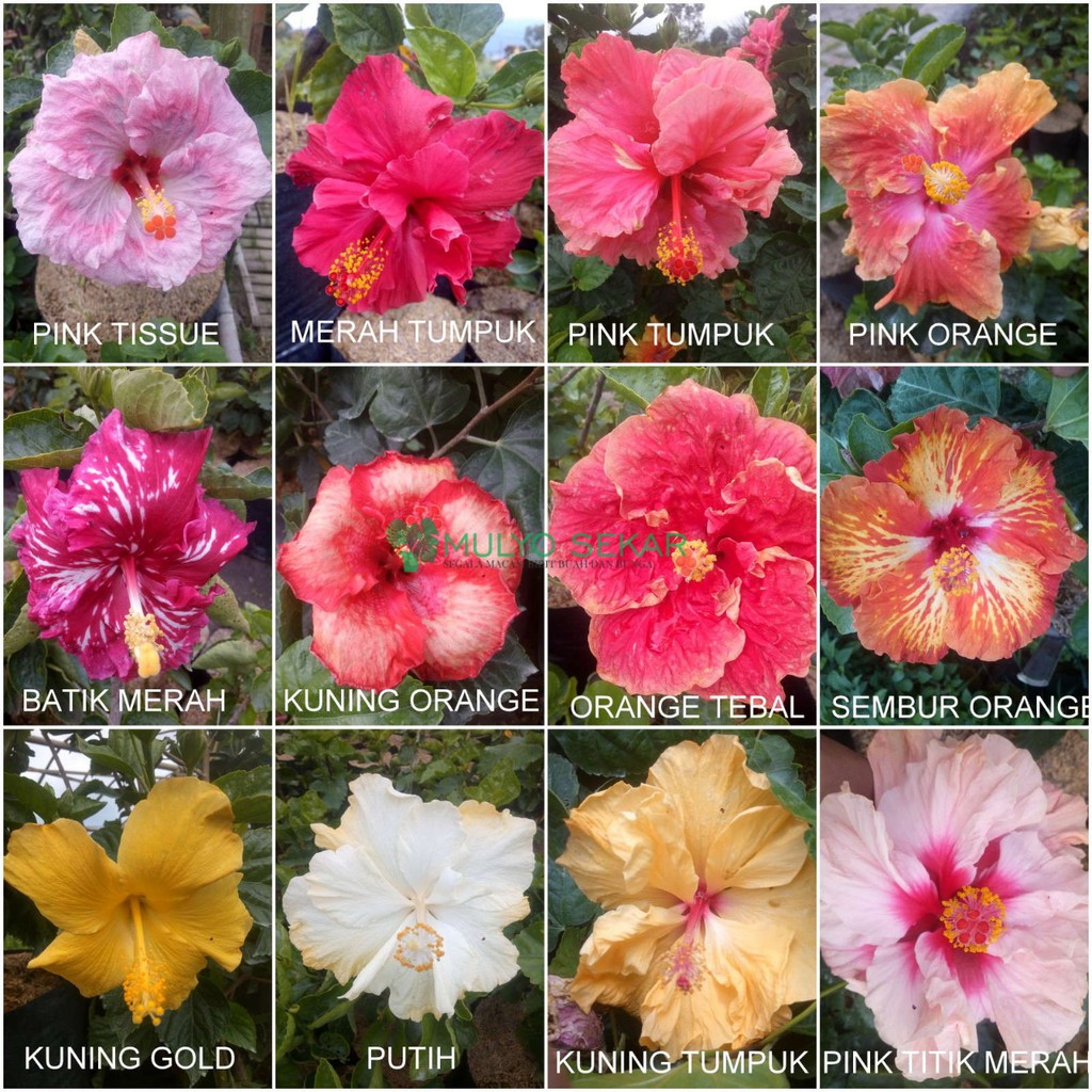 Jual Tanaman Hias Hibiscus Bunga Sepatu Tumpuk (Hibiscus rosa-sinensis ...