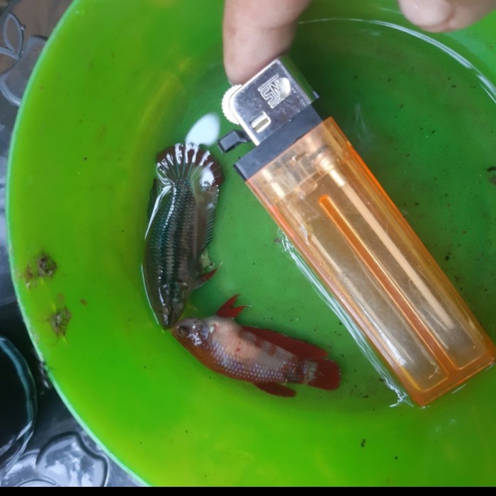 Jual ikan cupang female bagan full telur indukan betina serian aduan ...