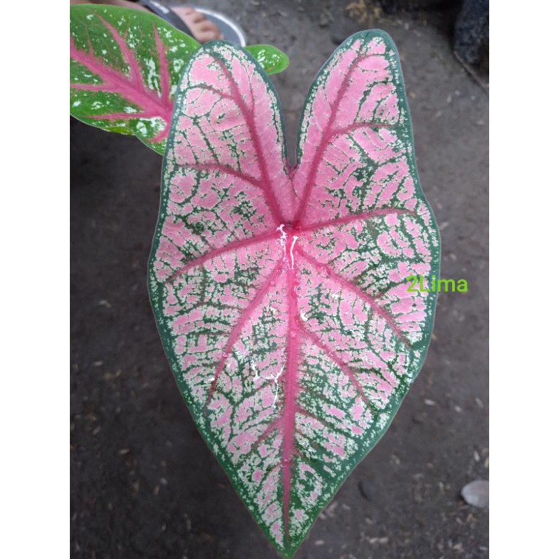 Jual Caladium Keladi Red Bone | Shopee Indonesia